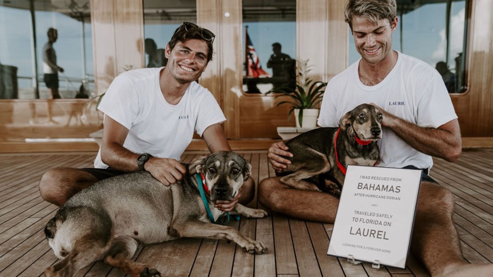 Hurricane Dorian Rescue: Superyacht Laurel Takes in 50 Rescue Dogs From ...